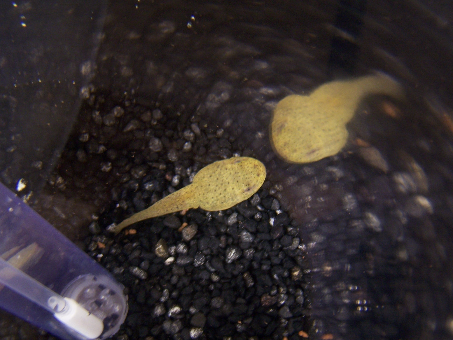 Tadpole To Frog Project - All Pictures